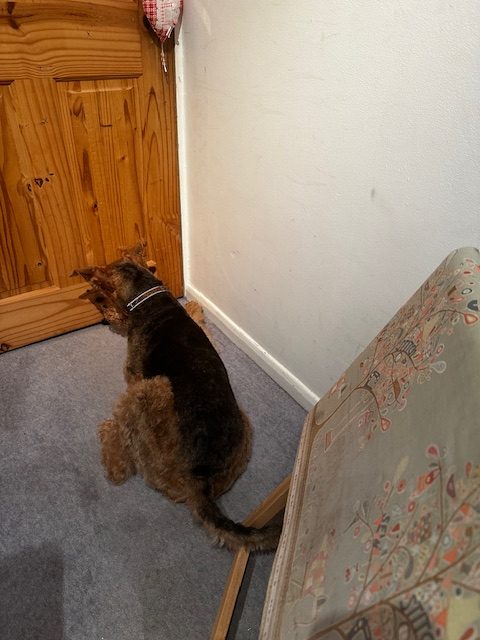 Little Miss Coco & Master Blaze! | Susie's World